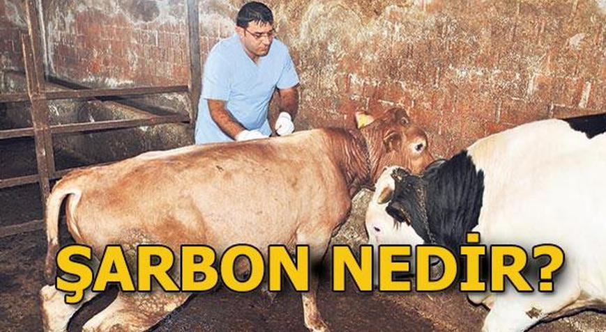 Şarbon nedir, Şarbon hastalığı nasıl bulaşır? - Son Dakika Haberleri ...