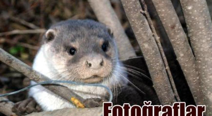 Susamuru, alabalık havuzu tellerine takıldı - Güncel Haberler Milliyet