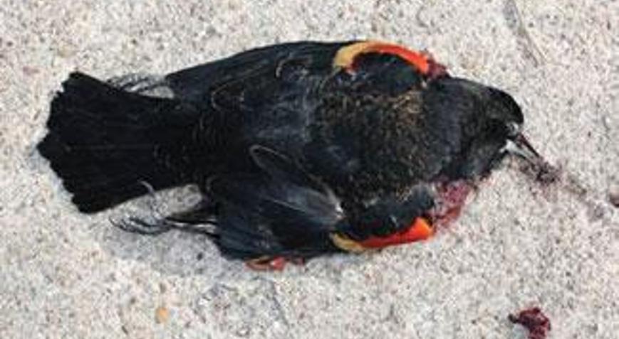 Gökten ölü kara tavuk yağdı - Son Dakika Milliyet
