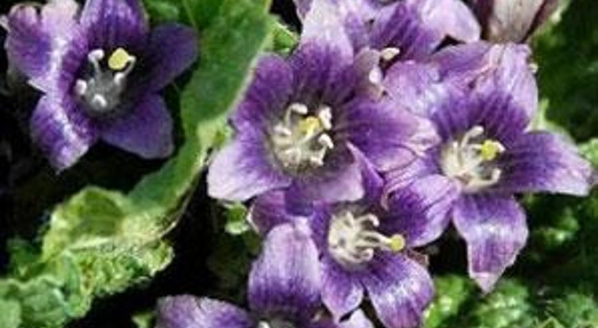 Adam Otunun Faydaları - Sağlıklı Beslenme