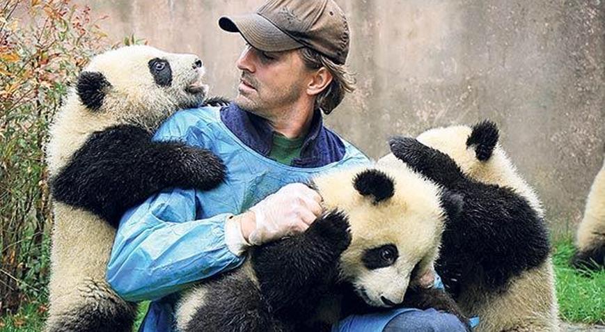 Hobbit panda elçisi oldu - Son Dakika Haberleri Milliyet