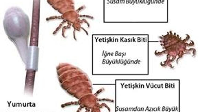 Bit çeşitleri nelerdir? - Cilt Bakımı