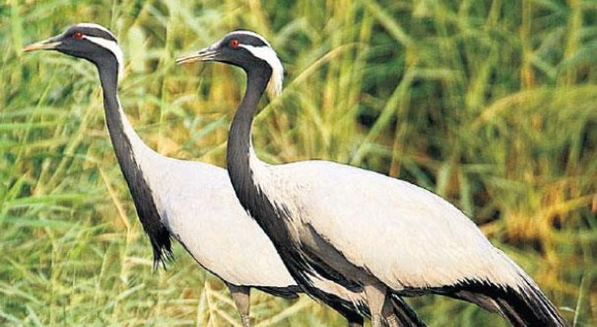 Şu telli turna uçmaz bir daha - Güncel Haberler Milliyet