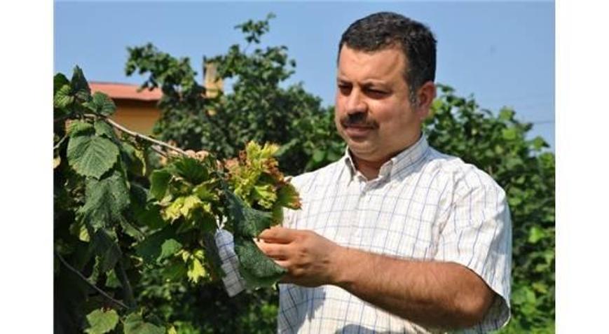 FINDIK HASADI AĞUSTOS ORTASINDA BAŞLAYACAK - Giresun Haberleri