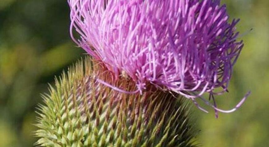 Dulavrat otu nedir? Dul avrat otu faydaları... - Son Dakika Haberler ...