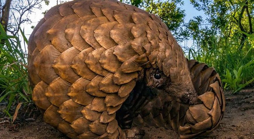 Pangolin beyond