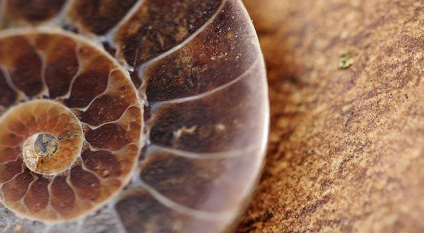 Fosil Ve Fosil Yakıt Nedir? Fosil Nasıl Oluşur, Ne İşe Yarar? - Son ...