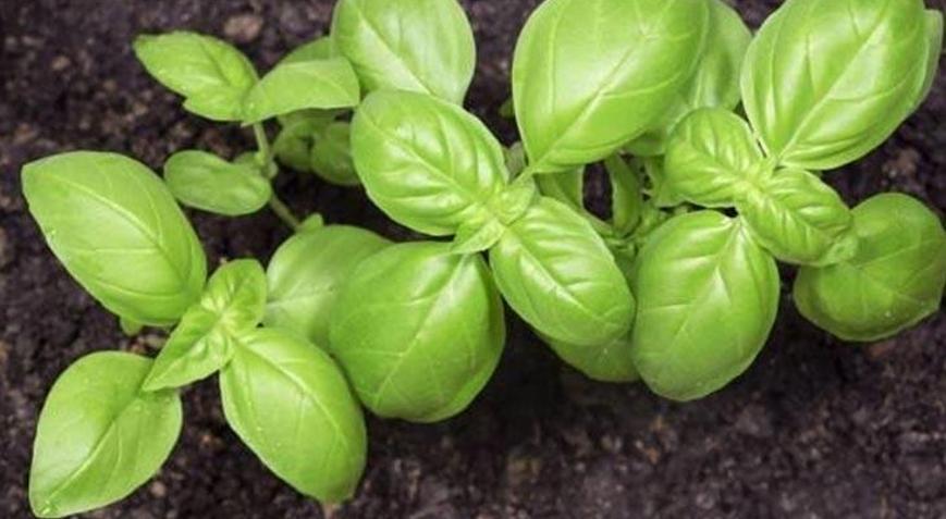 Reyhan Bitkisi Nasıl Yetiştirilir, Nasıl Çoğaltılır? Faydaları Ve ...