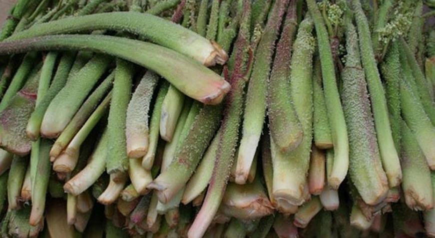 Işkın Otunun Faydaları Nelerdir? Işgın Otu Bitkisi Nerelerde Kullanılır ...