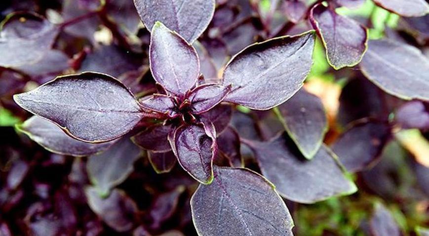 Reyhan Otunun Faydaları Nelerdir? Reyhan Otu Bitkisi Nerelerde ...