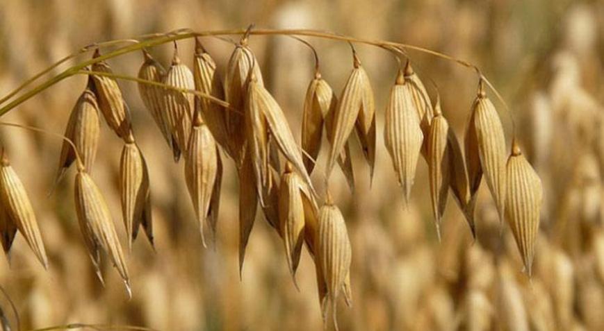 Türkiye Çavdar Üretim Haritası: Çavdar Nerelerde Yetişir? İl İl ...