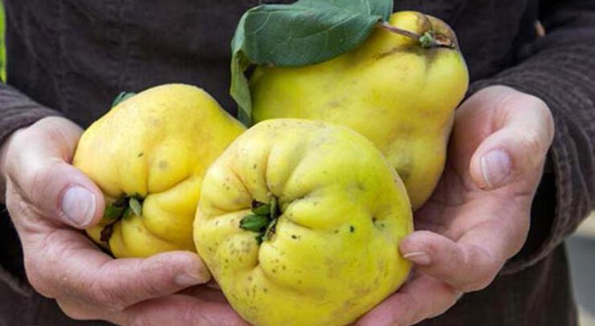 Türkiye Ayva Üretim Haritası: Ayva Nerelerde Yetişir? İl İl En Çok Ayva ...