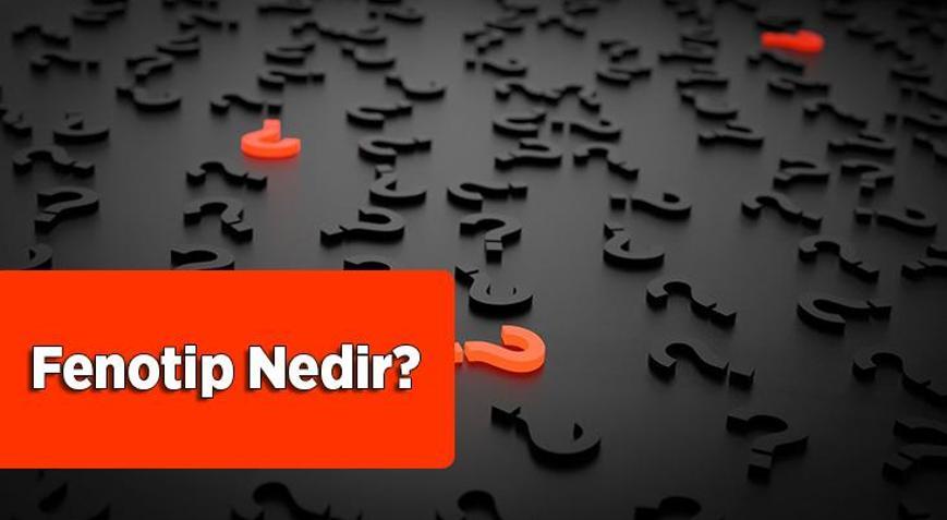 Fenotip Nedir, Örnekleri Nelerdir? Kısaca Fenotip İle Genotip ...