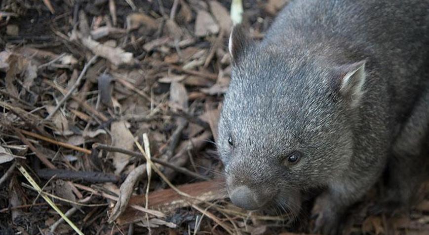 En korkak hayvan hangisi?