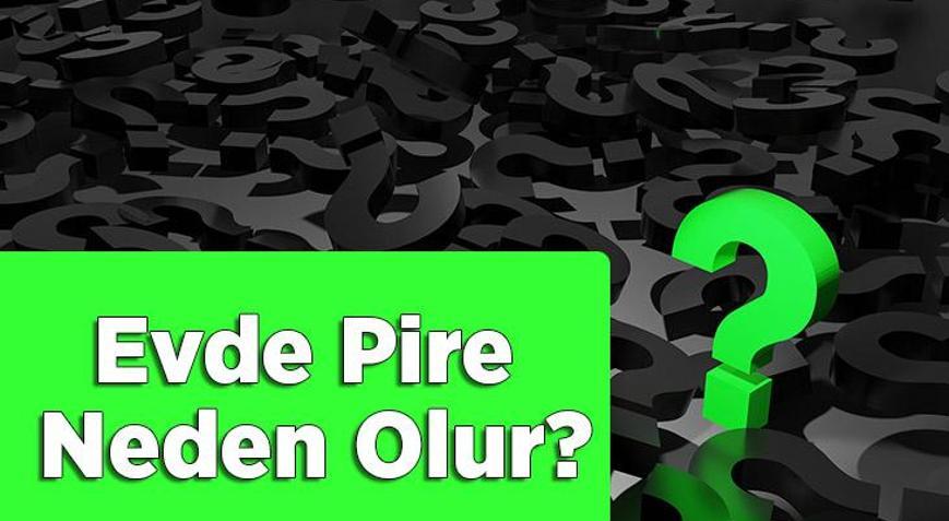 Evde Pire Neden Olur? Vücutta Pire Olduğu Nasıl Anlaşılır? - Yaşam ...