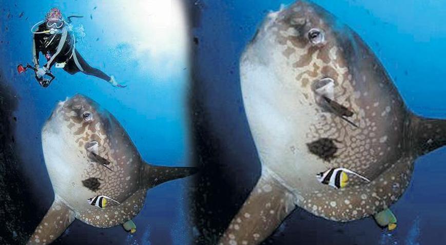 Marmara’da Ay balığı - Son Dakika Haberleri Milliyet