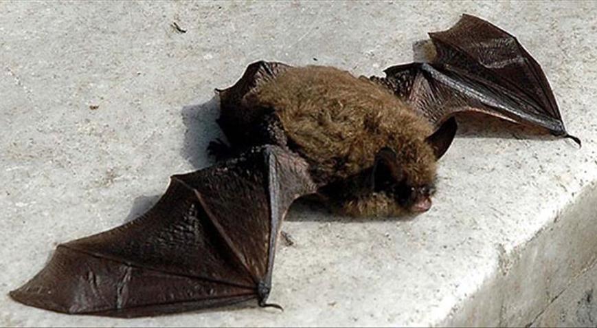 Yarasa Nasıl Çoğalır, Yarasalarda Üreme Nasıldır? Yarasalar Nasıl Ürer ...