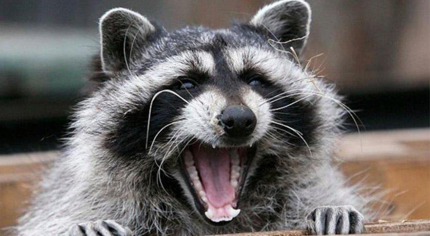 Bebek rakun dışkısı yedi, ülkede ilaç seferberliği başladı - Haberler ...