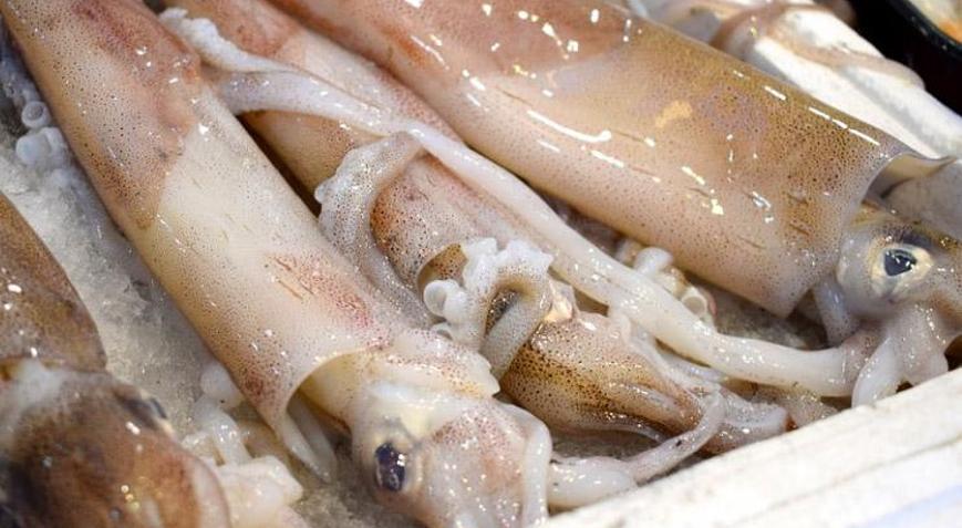 Kalamar Balığı Nedir? Nerelerde Yaşar Ve Kısaca Özellikleri Nelerdir ...