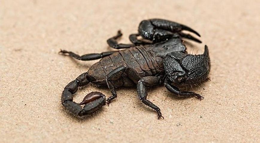 Akrep Ne Yer, Nasıl Beslenir? Akreplerin En Sevdiği Besinler Nelerdir ...