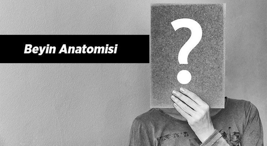 Beyin Anatomisi: Beyinde Bulunan Bölgeler Ve Görevleri - En Son ...