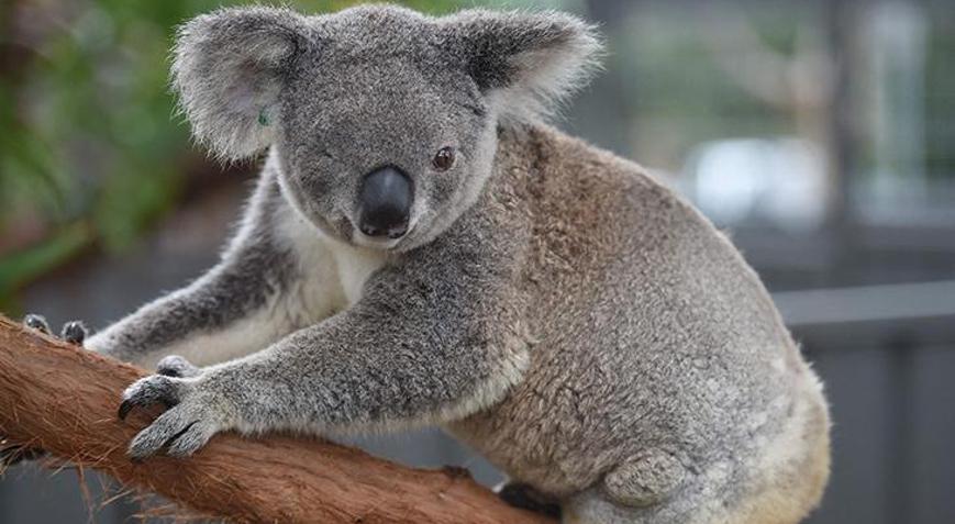 Avustralya, koalaları nesli tükenmekte olan hayvan listesine aldı - Son ...