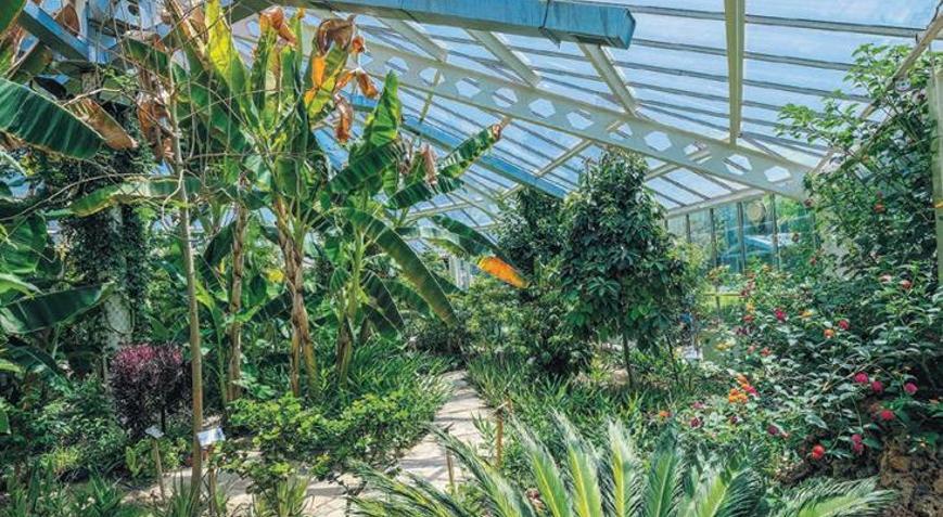 Bienalin sürprizi Tıbbi Bitkiler Bahçesi - Pazar