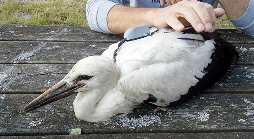 Afrika'ya dönüş yolundaki ‘kayıp leylek’ Emirdağ’da ölü bulundu ...