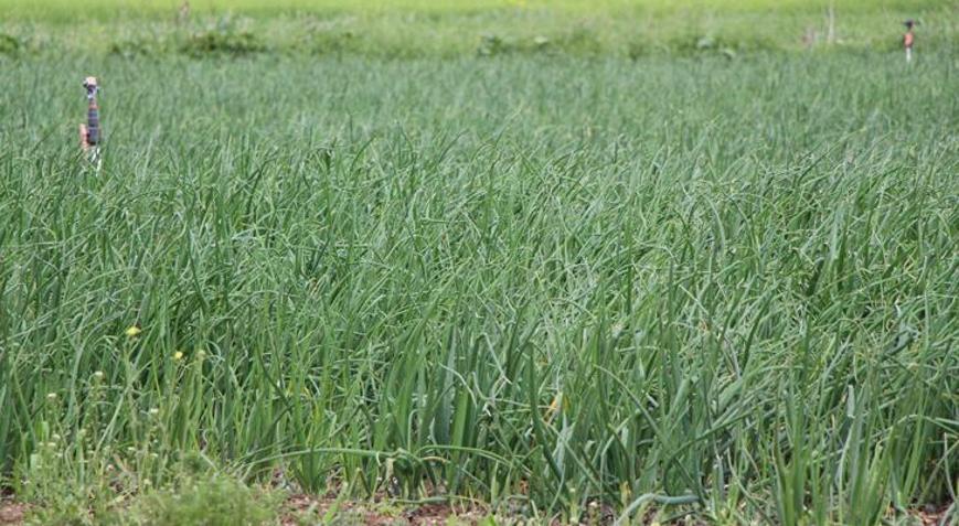 Amasya'da soğan ekimi üç kat arttı, hasat Mayıs sonunda - Son Haberler ...