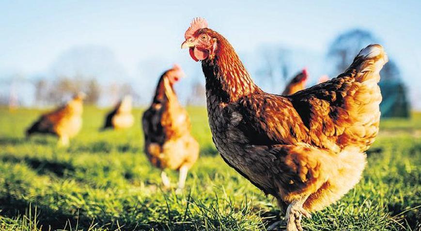Tavukçular Çin’e ‘ayak’ basacak - Son Haberler - Milliyet
