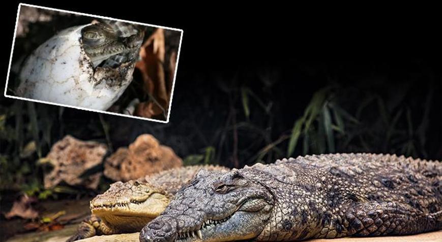 Kendi kendine üremeyi başardı! Bilim dünyası şaşkın, yavru annesinin ikizi - Son Dakika ...