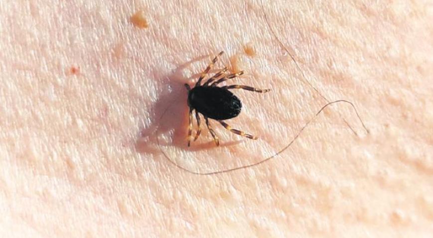 Kurban öncesi kene uyarısı - Son Dakika Milliyet