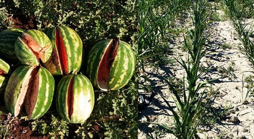 Karpuz yarıldı, mısır kurudu - Son Haberler - Milliyet