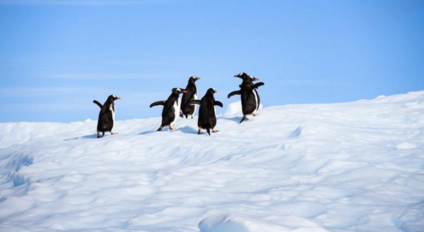 Antarktika’da 10 bine yakın penguen yavrusu eriyen buzlar nedeniyle ...