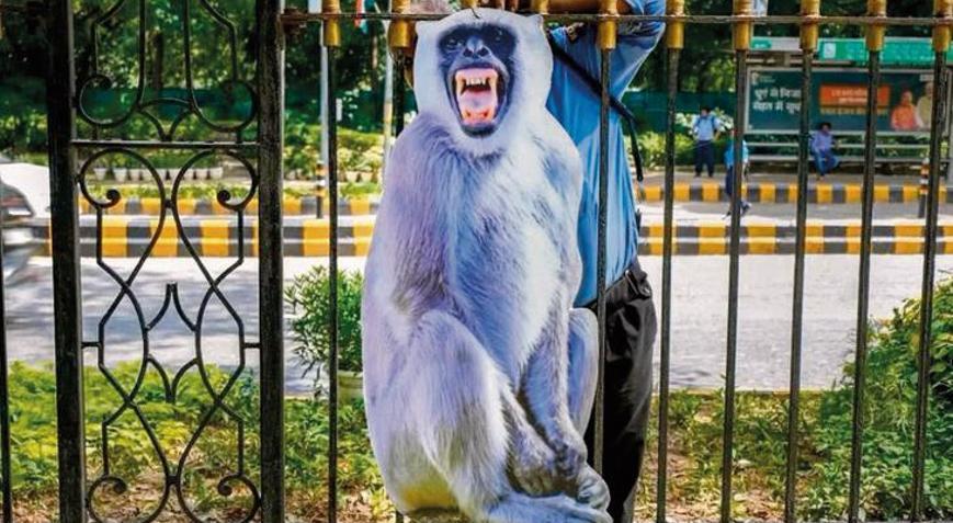 Maymun harekâtı - Haberler Milliyet