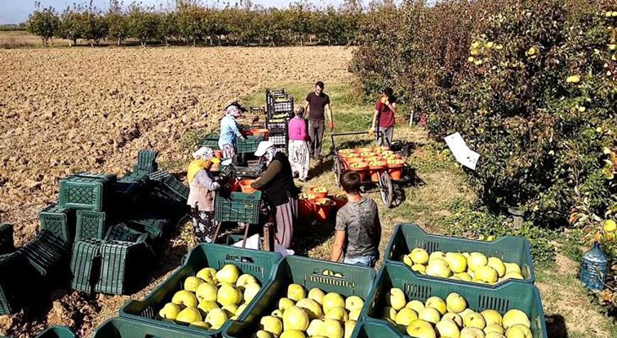 Deveci armudu yüzleri güldürdü - Son Haberler - Milliyet