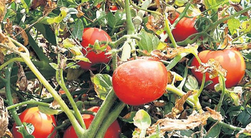 Ayaş domatesi AB tescili aldı - Son Haberler - Milliyet