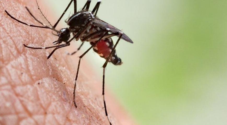 Google backed mosquito release plan could bring 32 million insects