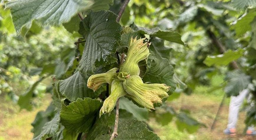 Fındığı daldan değil yerden toplayın tavsiyesi - Son Haberler - Milliyet