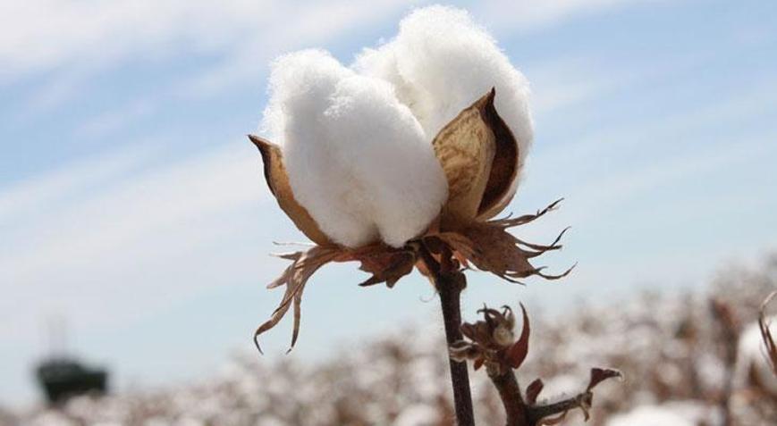 Pamuk toplama fiyatları belli oldu - Son Haberler - Milliyet