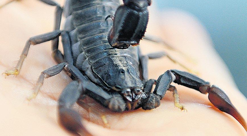 Akrep zehri paraya dönüşüyor - Son Dakika Haberler Milliyet