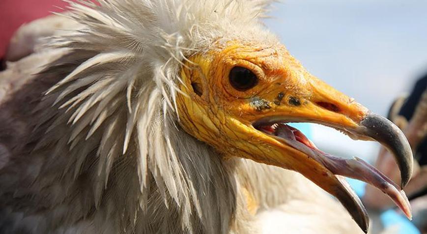 Midas'ın 101 bin kilometrelik rotası! Eskişehir'de şaırtan karşılaşma: Türkiye'de ilk ve tek ...