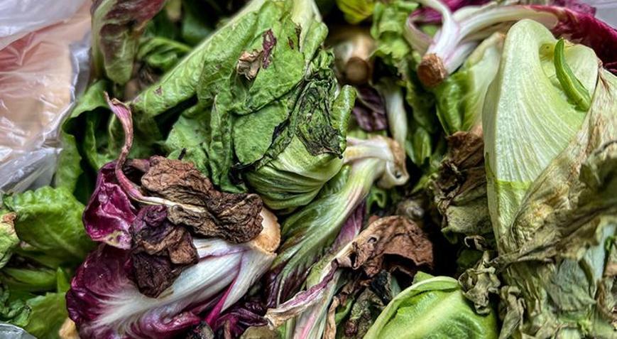 Marulu böyle muhafaza edince solmuyor! İşte marulu canlı tutan taktik