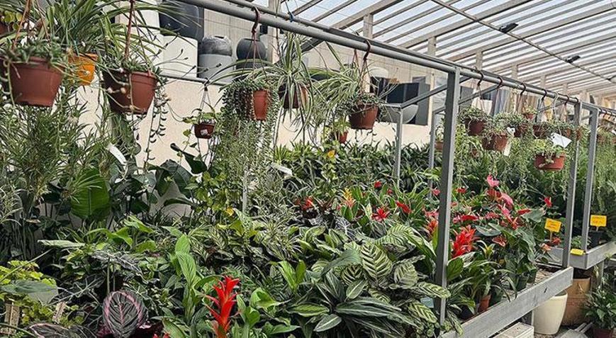 Süs bitkisi satışları arttı - Son Haberler - Milliyet